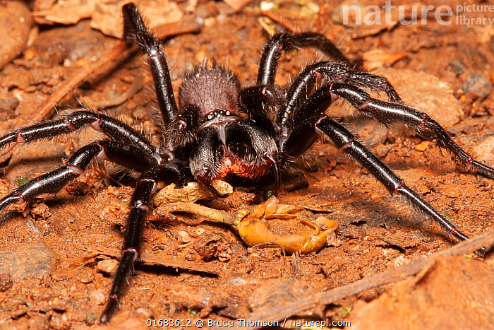 Stock photo of Sydney funnel web spider (Atrax robustus) male, highly ...