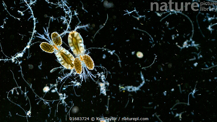 Cyclops Under Microscope