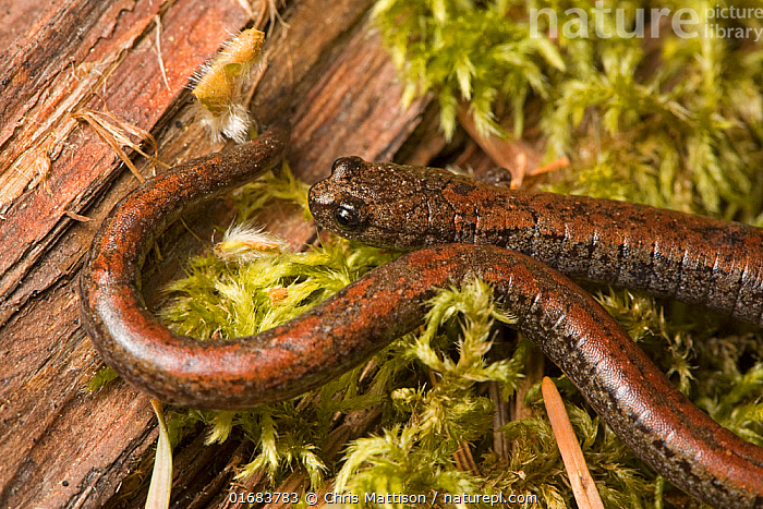 Stock photo of California slender salamander / Worm salamander ...
