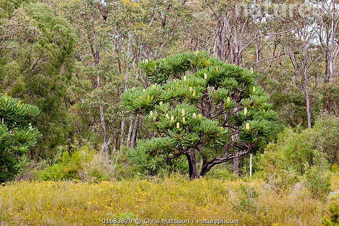 Stock photo of Bull banksia / Giant banksia (Banksia grandis), growing ...