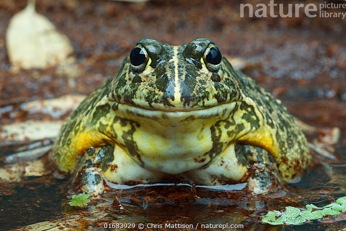 Stock photo of South African dwarf bullfrog (Pyxicephalus edulis ...