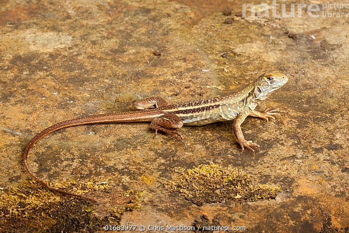Stock photo of Chinese butterfly lizard (Leiolepis reevesii) on rocky ...
