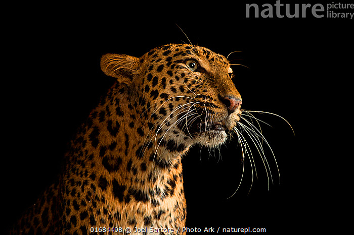 Stock photo of Female Indian leopard (Panthera pardus fusca), Kamla ...