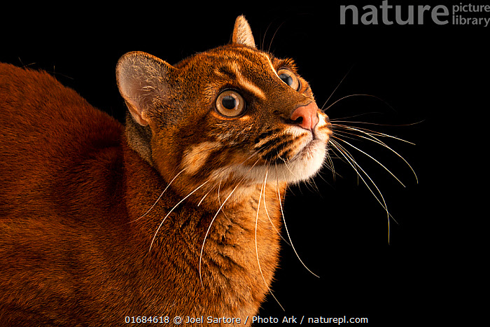 Stock photo of Asian golden cat (Catopuma temminckii temminckii) at a ...