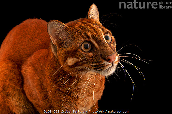 Stock photo of Asian golden cat (Catopuma temminckii temminckii) at a ...