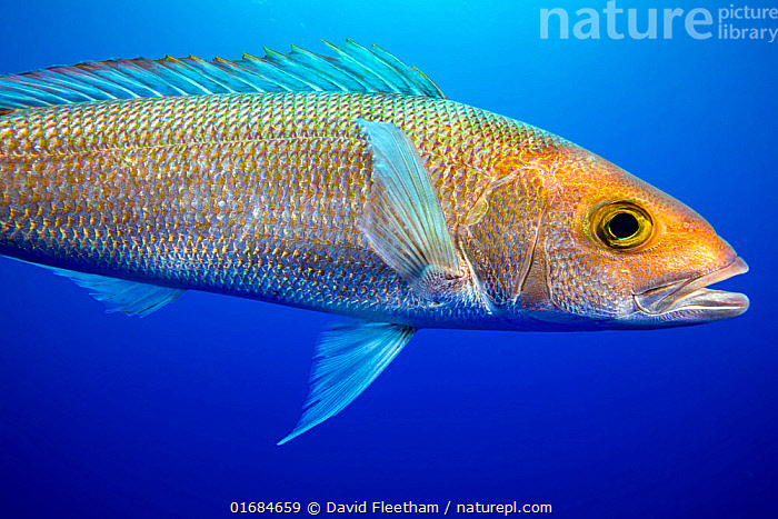 Stock photo of Hawaiian pink snapper / Crimson jobfish (Pristipomoides ...