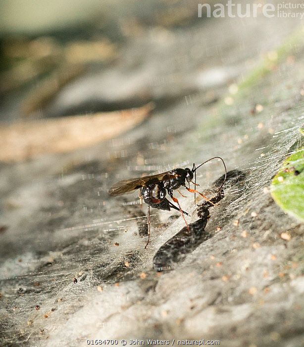 Stock photo of Ichneumon wasp (probably Pimpla sp.) laying an egg into ...