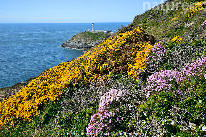 Stock photo of Spring Flowers on a clifftop with lighthouse beyond ...