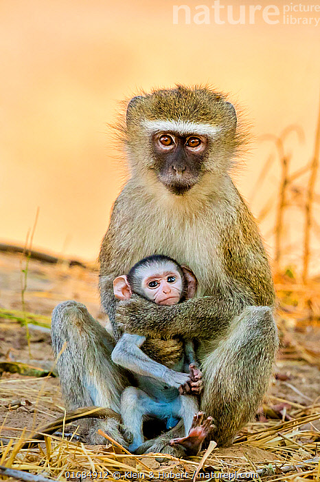 Stock photo of Female Vervet monkey (Chlorocebus pygerythrus) and her ...