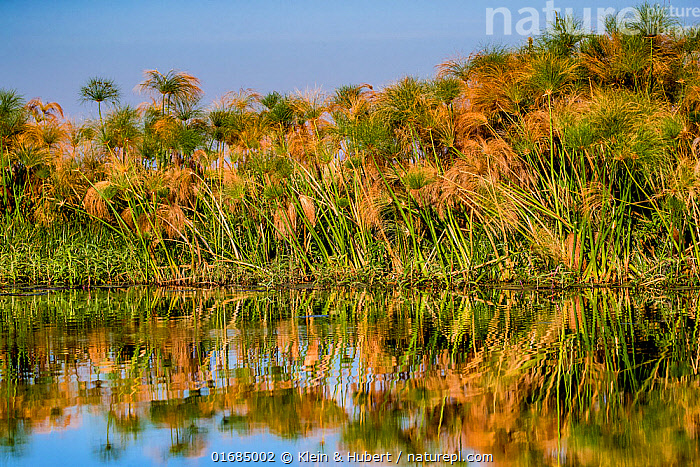 Stock photo of Stands of Papyrus / Paper reed (Cyperus papyrus) along ...