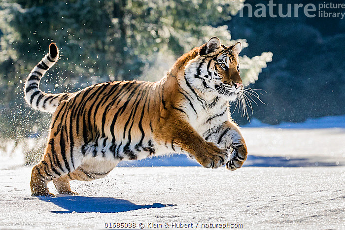 Stock photo of Siberian / Amur tiger (Panthera tigris altaica) running in snow, captive ...