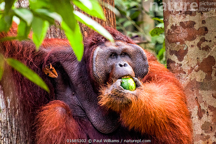 Stock photo of Bornean orangutan (Pongo pygmaeus) eating fruit ...