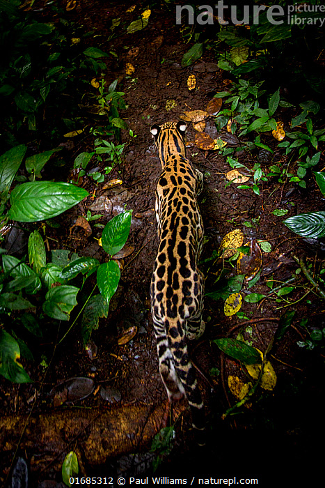 Stock photo of Ocelot (Leopardus pardalis) walking through rainforest ...