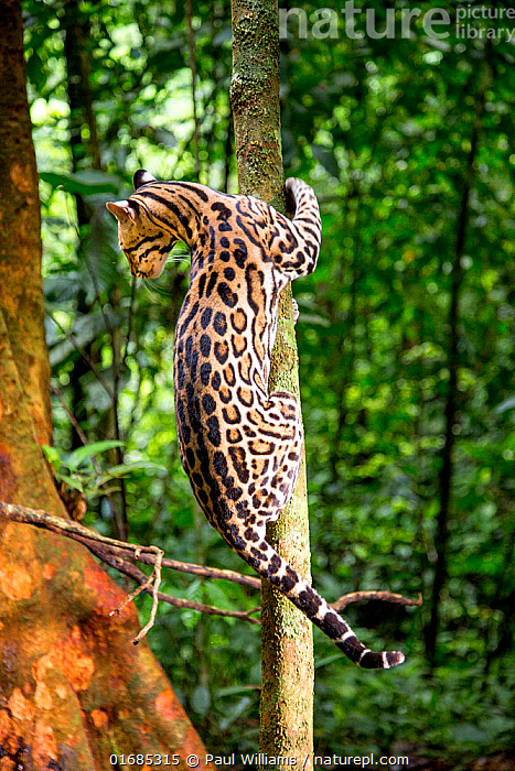 Stock photo of Ocelot (Leopardus pardalis) climbing a tree trunk, Costa ...
