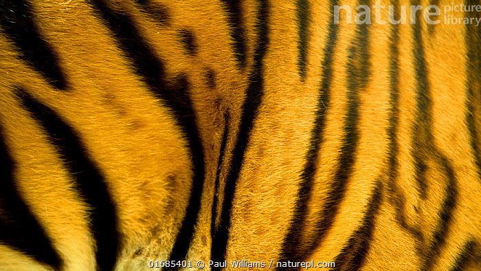 Stock photo of Bengal Tiger (Panthera tigris tigris) skin markings ...
