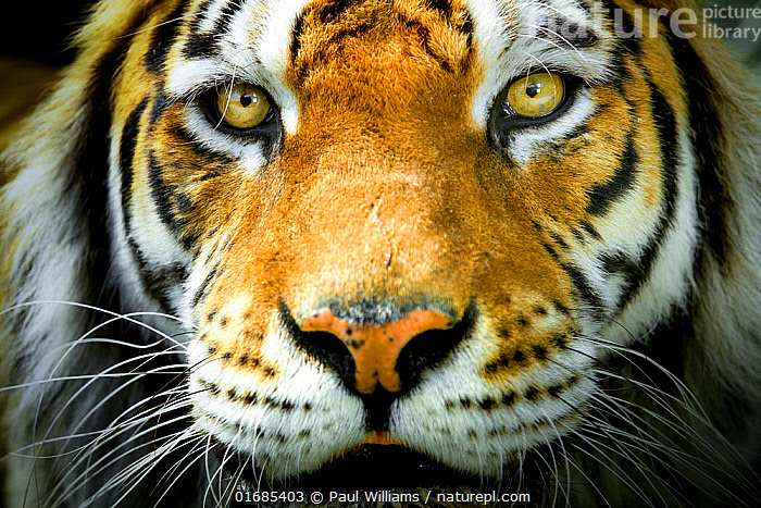 Stock photo of Bengal Tiger (Panthera tigris tigris) portrait close up ...