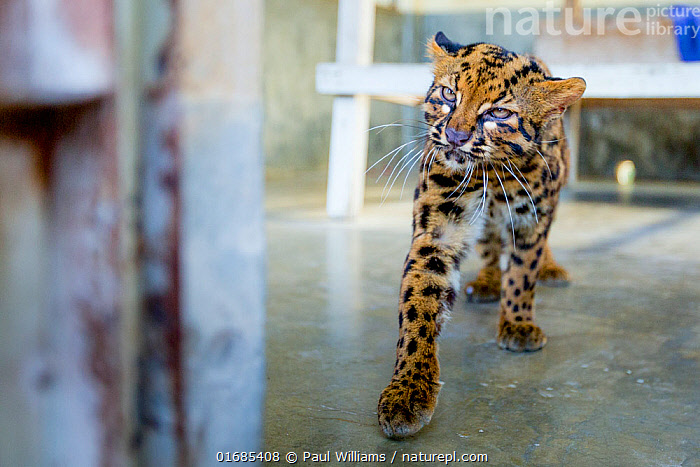 Stock photo of Marbled cat (Pardofelis marmorata) in a zoo enclosure ...