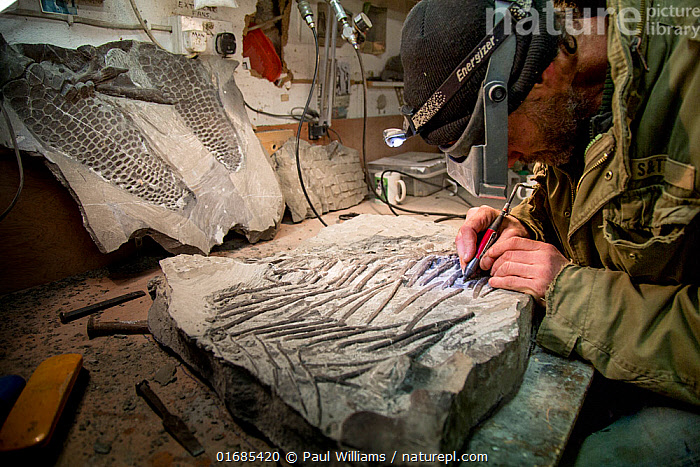 Stock photo of Fossil preparator working to reveal the fossilised bones ...