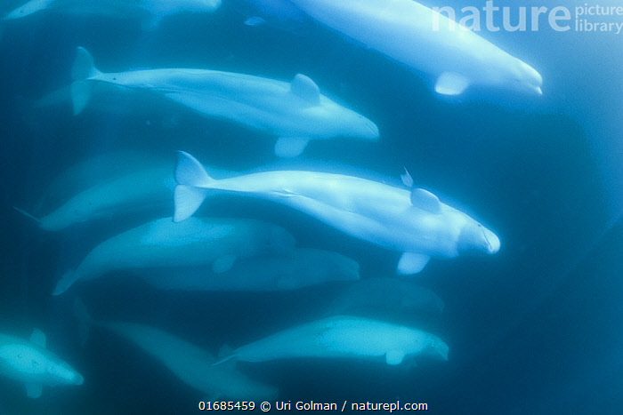 Stock photo of Beluga whale (Delphinapterus leucas) pod, Hudson Bay ...