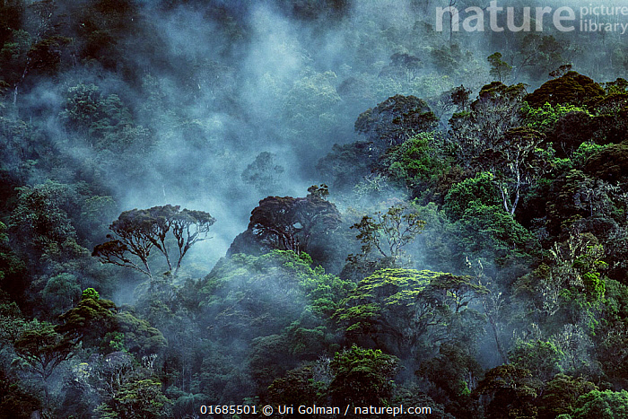 Stock photo of Cloud forest tree canopy with mist, Tari Gap, Papua New ...