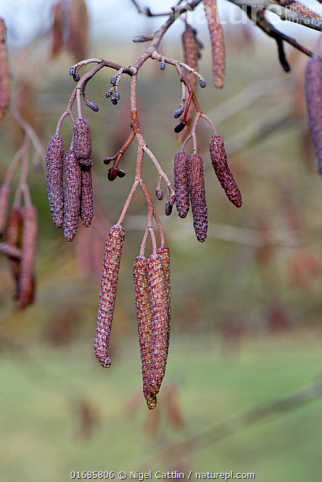 Stock photo of Alder (Alnus glutinosa) unopened purple tinged male ...