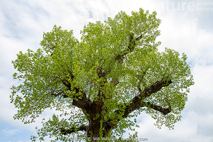 Stock photo of Canopy of veteran Black poplar tree (Populus nigra ssp ...
