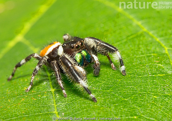 Stock photo of Workman jumping spider (Phidippus workmani) male resting ...