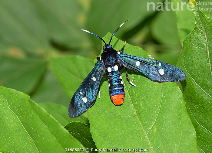 Stock photo of Polka dot wasp moth (Syntomeida epilais) resting on leaf ...