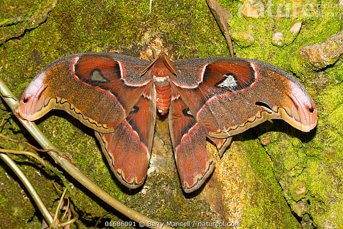 Stock photo of Atlas moth (Attacus atlas) with faded colouration and ...