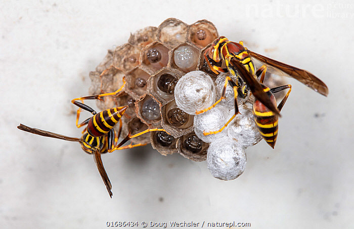 Guinea wasp store