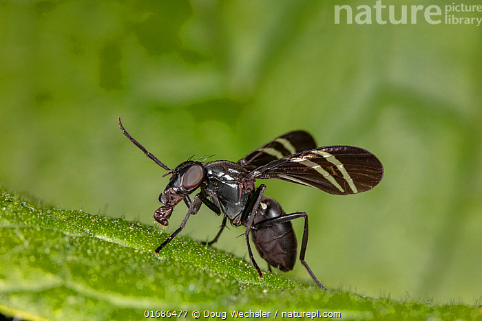Stock photo of Black onion fly (Tritoxa flexa) on leaf, Philadelphia ...