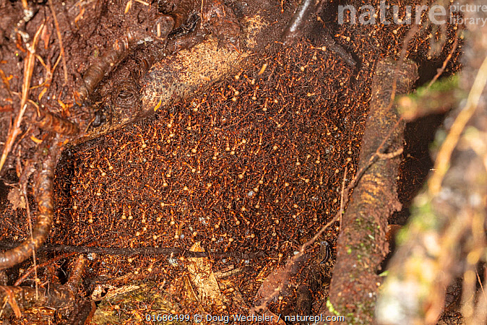 Stock photo of Army ant (Eciton hamatum) bivouac, La Selva Biological ...