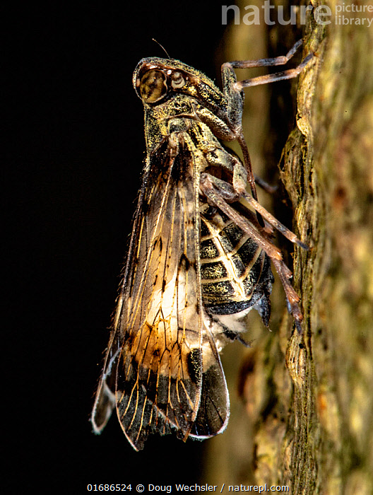 Stock photo of Parasitic moth caterpillar (Epipyrops exigua ...