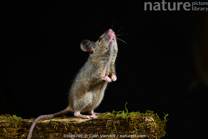 Stock photo of Adult House mouse (Mus musculus) standing on hind legs ...