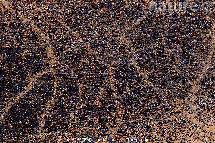 Stock photo of Ancient ungulate pathways across the Sahara desert ...