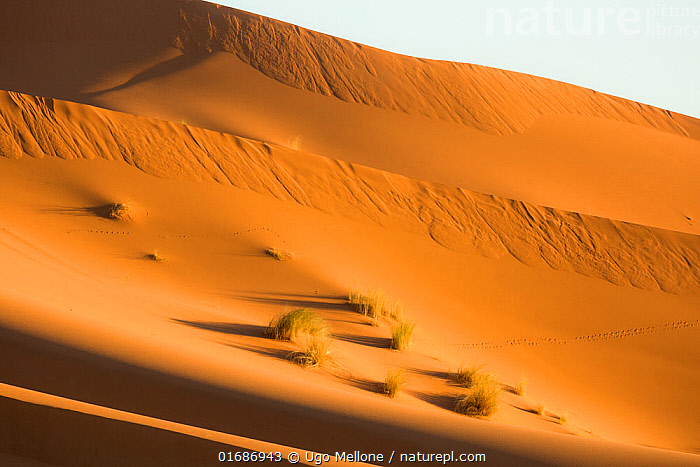 Sahara Desert Vegetation Stock Photo Of Erg Chebbi Dunes And