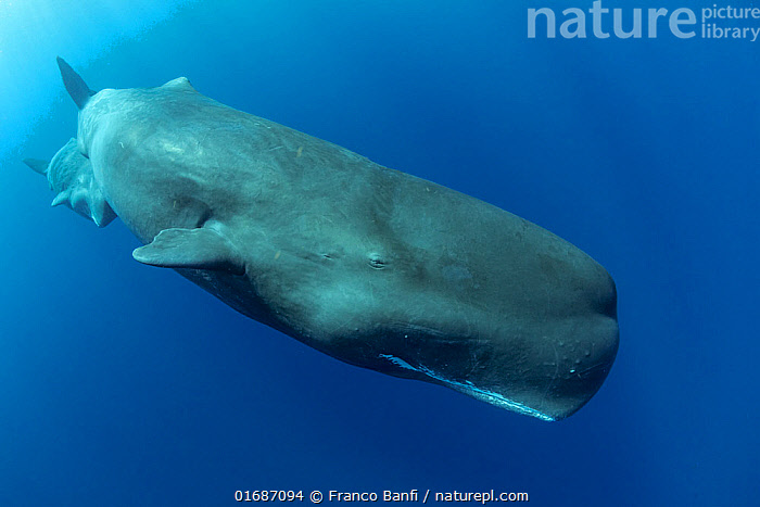 Stock photo of Sperm whale (Physeter macrocephalus) mother and calf sperm whale swimming ...