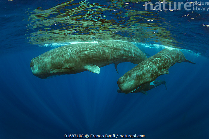Stock photo of Sperm whale (Physeter macrocephalus) large male swimming near surface with ...