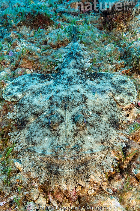 Stock photo of Monkfish / Angler camouflaged against seabed (Lophius ...