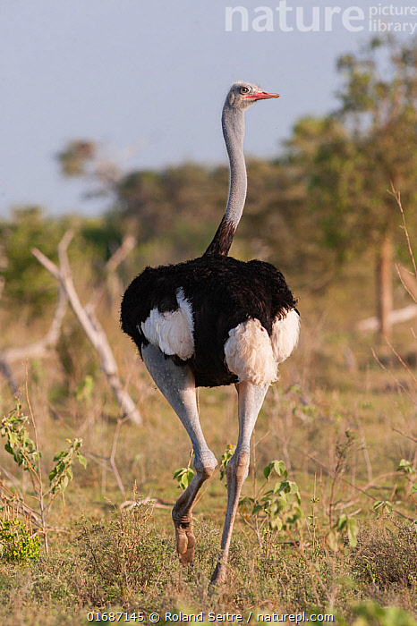 Stock photo of Somali Ostrich (Struthio molybdophanes) walking ...