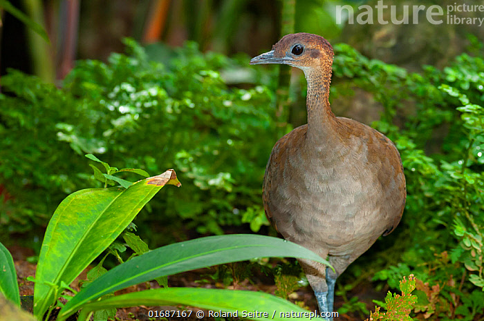 Stock photo of Great tinamou (Tinamus major) in between vegetation ...