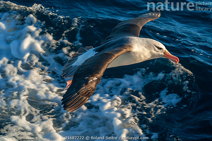 Stock photo of Black-browed albatross (Thalassarche melanophrys) flying ...