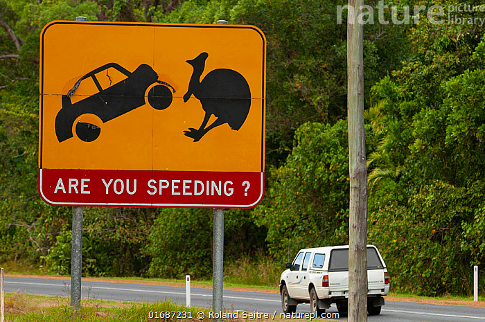 Stock photo of Road sign depicting a Double-wattled cassowary ...