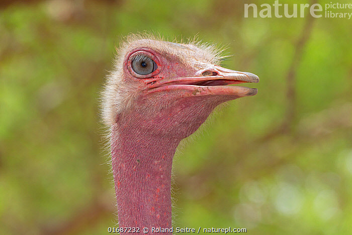 Stock photo of Ostrich (Struthio camelus) male head close up, beak open ...