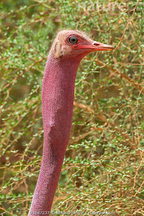 Stock photo of Ostrich (Struthio camelus) male head and neck close up ...