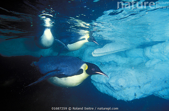 Stock photo of Three Emperor penguin (Aptenodytes forsteri) swimming ...