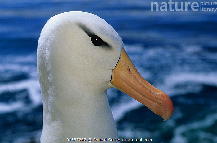 Stock photo of Black-browed albatross (Thalassarche melanophrys) head ...