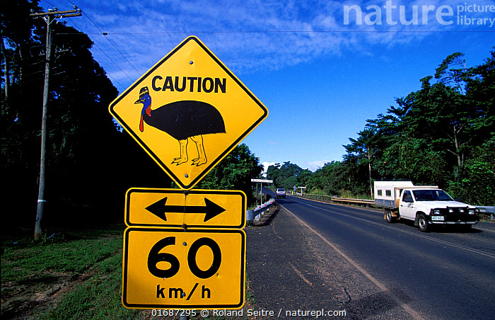 Stock photo of Road sign warning of Southern cassowary (Casuarius ...