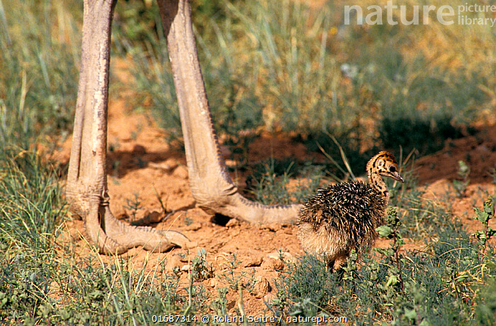 Stock photo of Ostrich (Struthio camelus) chick wandering around its ...