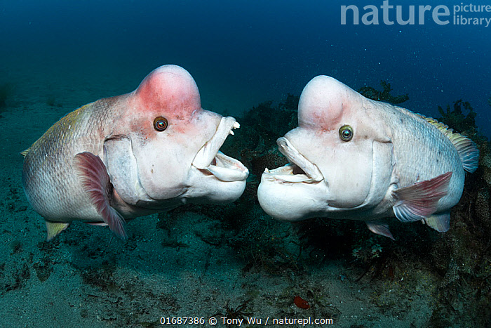 Stock photo of Two mature male Asian sheepshead wrasses (Semicossyphus ...